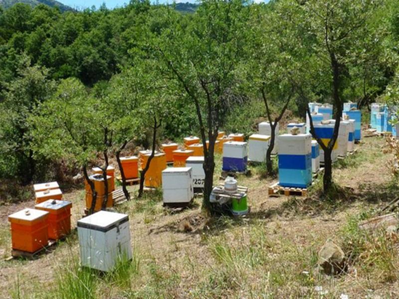 ΜΕΛΙΣΣΟΚΟΜΙΑ – ΜΕΛΙΣΣΟΚΟΜΙΚΑ ΠΡΟΙΟΝΤΑ - ΜΕΛΙΣΣΟΚΟΜΟΣ Κ - 4ty.gr