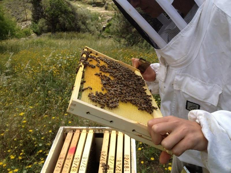 Μελισσοκομία Τριδήμα | Θυμαρίσιο Μέλι από την Άνδρο - 4ty.gr