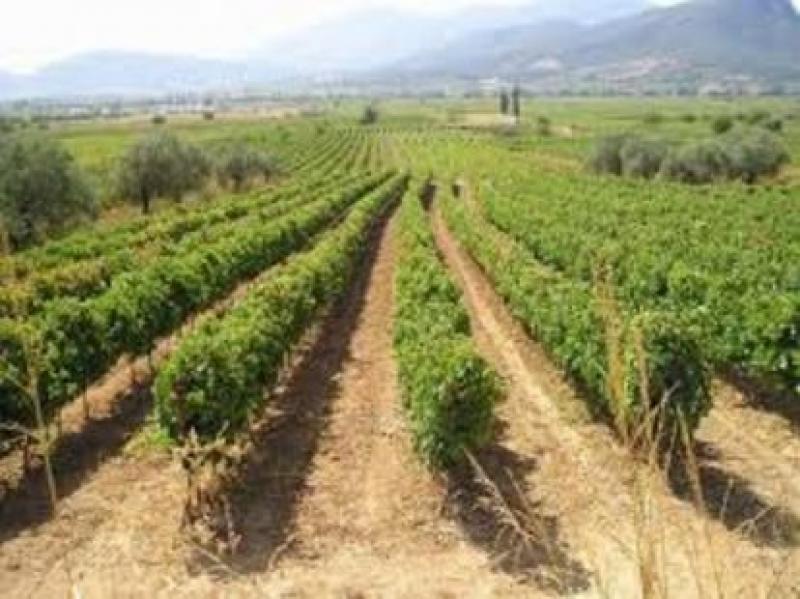 ΚΤΗΜΑΤΑ - ΚΤΗΜΑ ΚΑΛΟΜΟΙΡΗ - ΟΙΝΟΠΟΙΕΙΟ ΚΟΥΤΑΛΑΣ ΚΟΡΙΝΘ - 4ty.gr