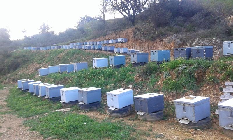 ΚΡΗΤΩΝ ΜΕΛΙΣΣΙΑ - ΜΕΛΙΣΣΟΚΟΜΟΣ ΧΑΝΙΑ ΚΡΗΤΗ - ΜΕΛΙΣΣΟΠΑΡ - 4ty.gr