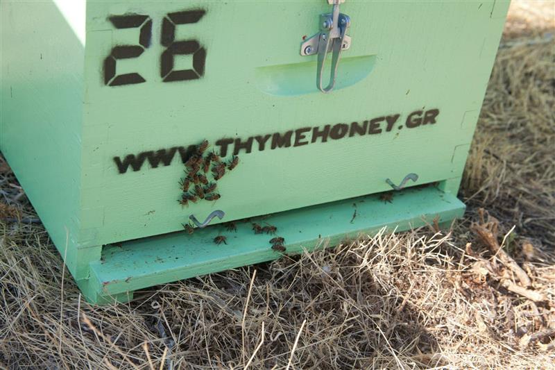 ΜΕΛΙΣΣΟΚΟΜΕΙΟ ΚΑΛΥΜΝΟΥ - ΑΓΝΟ ΜΕΛΙ ΚΑΛΥΜΝΟΣ - ΘΥΜΑΡΙΣΙΟ - 4ty.gr