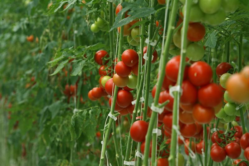ΓΕΩΡΓΙΚΑ ΕΙΔΗ ΚΑΙ ΠΡΟΙΟΝΤΑ ΞΑΝΘΗ - ΓΕΩΡΓΙΚΑ ΜΗΧΑΝΗΜΑΤΑ - 4ty.gr