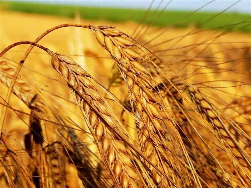 ΓΕΩΡΓΙΚΑ ΕΙΔΗ ΚΑΙ ΠΡΟΙΟΝΤΑ ΞΑΝΘΗ - ΓΕΩΡΓΙΚΑ ΜΗΧΑΝΗΜΑΤΑ - 4ty.gr