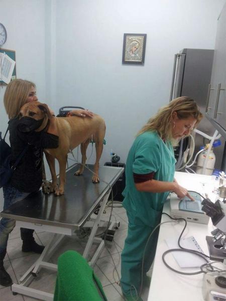 ANIMAL MEDICAL CARE - ΚΤΗΝΙΑΤΡΟΙ ΓΛΥΦΑΔΑ - 4ty.gr