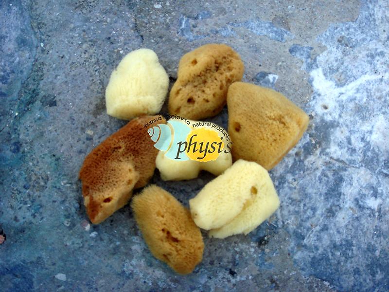 Physis | Kalymnos Sponges - Natural Sponge - Kalymnos Sponges - Sponge ...