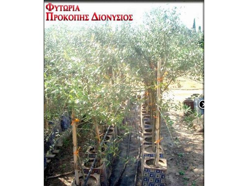 Προκόπης Διονύσιος - Φυτώρια Ελιάς Αμαλιάδα - 4ty.gr