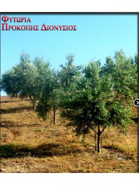 Προκόπης Διονύσιος - Φυτώρια Ελιάς Αμαλιάδα - 4ty.gr