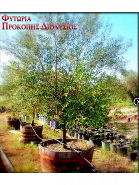 Προκόπης Διονύσιος - Φυτώρια Ελιάς Αμαλιάδα - 4ty.gr