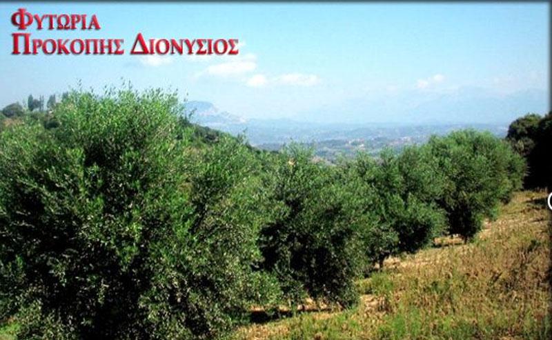 Προκόπης Διονύσιος - Φυτώρια Ελιάς Αμαλιάδα - 4ty.gr