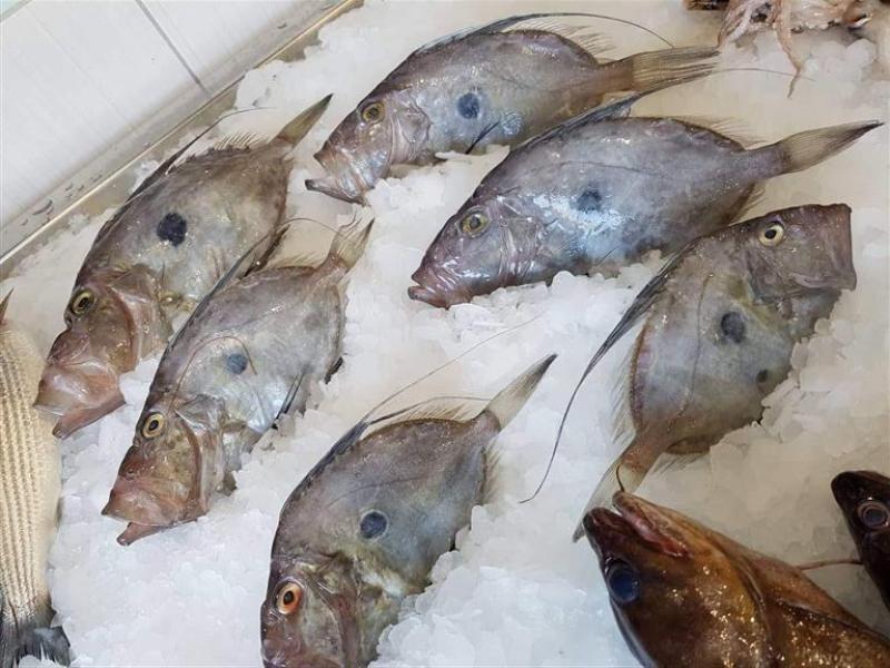 Fresh Fish Corfu - Local Fisherman - Boating supplies - Home