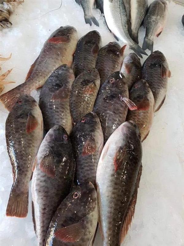 Fresh Fish Corfu - Local Fisherman - Boating supplies - Home