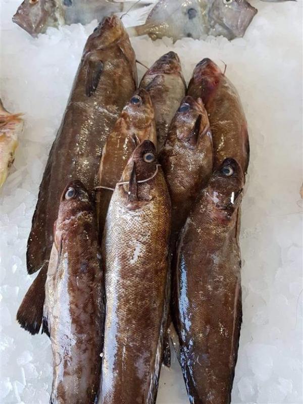 Fresh Fish Corfu - Local Fisherman - Boating supplies - Home