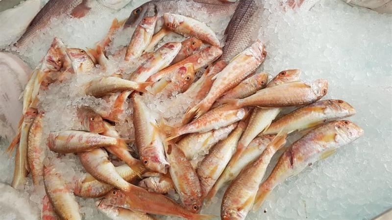 Fresh Fish Corfu - Local Fisherman - Boating supplies - Home