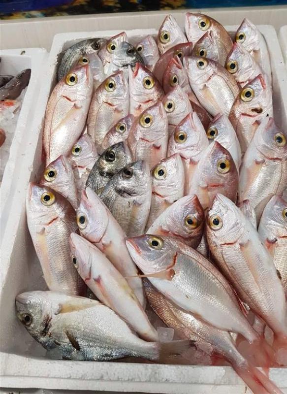 Fresh Fish Corfu - Local Fisherman - Boating supplies - Home