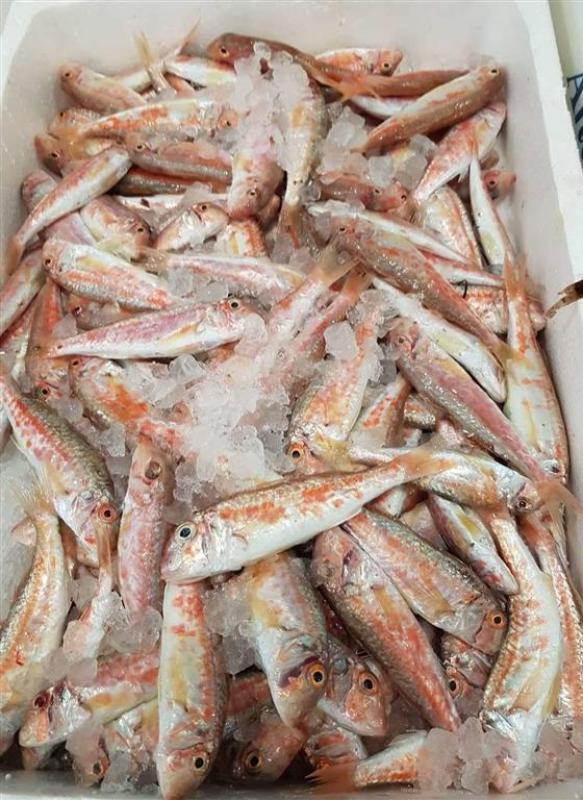 Fresh Fish Corfu - Local Fisherman - Boating supplies - Home