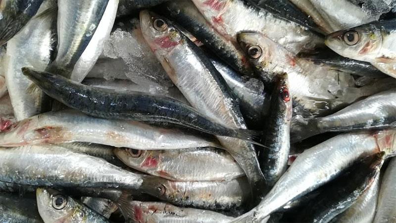 Ψαραγορά το Λιμανάκι | Ιχθυοπωλείο Σάμος - 4ty.gr