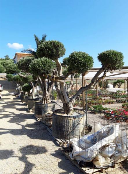 Ανθοκηποτεχνική | Καλλωπιστικές Ελιές Bonsai - 4ty.gr