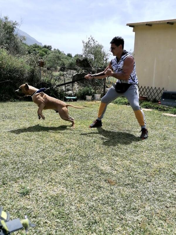 KEFALONIA K9 | Εκπαίδευση Σκύλων Κεφαλονιά - Μιχαλάτος Σπυρίδων