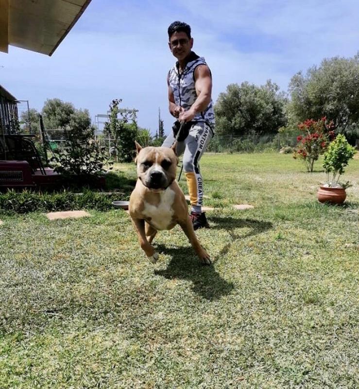 KEFALONIA K9 | Εκπαίδευση Σκύλων Κεφαλονιά - Μιχαλάτος Σπυρίδων