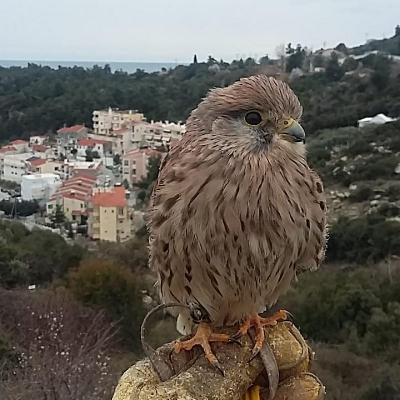 ΠΑΡΚΟ ΑΡΠΑΚΤΙΚΩΝ ΔΡΑΜΑ - ΗΜΕΡΟΒΙΑ ΚΑΙ ΝΥΚΤΟΒΙΑ ΑΡΠΑΚΤΙΚ - 4ty.gr