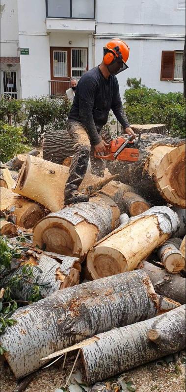 Κοπή, Κλάδεμα Υψηλών Δέντρων Αθήνα, Αττική - Κος Γιάννης - Κλάδεμα ...