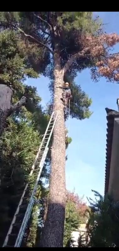 Κοπή, Κλάδεμα Υψηλών Δέντρων Αθήνα, Αττική - Κος Γιάννης - Κλάδεμα ...