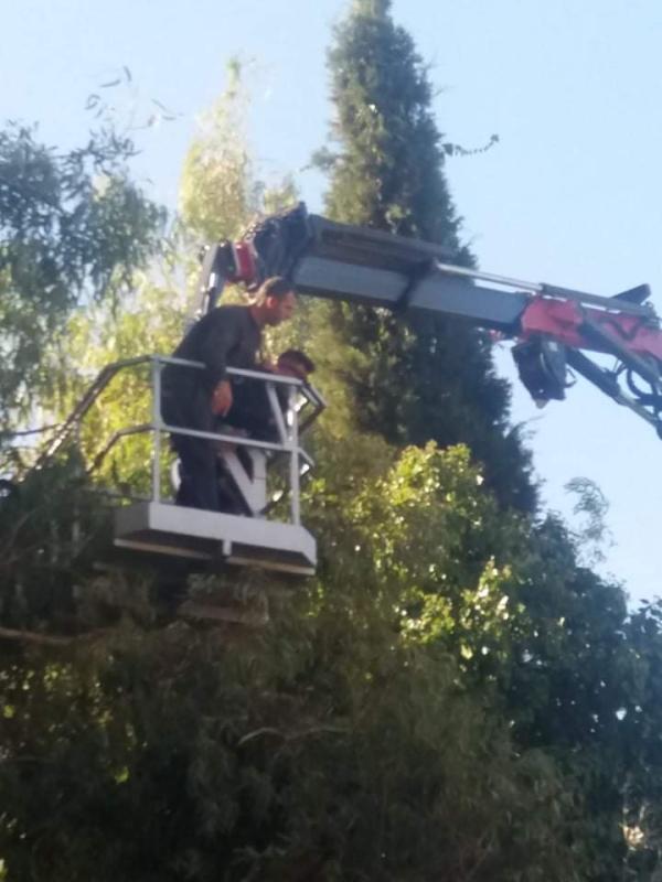 Κοπή, Κλάδεμα Υψηλών Δέντρων Αθήνα, Αττική - Κος Γιάννης - Κλάδεμα ...