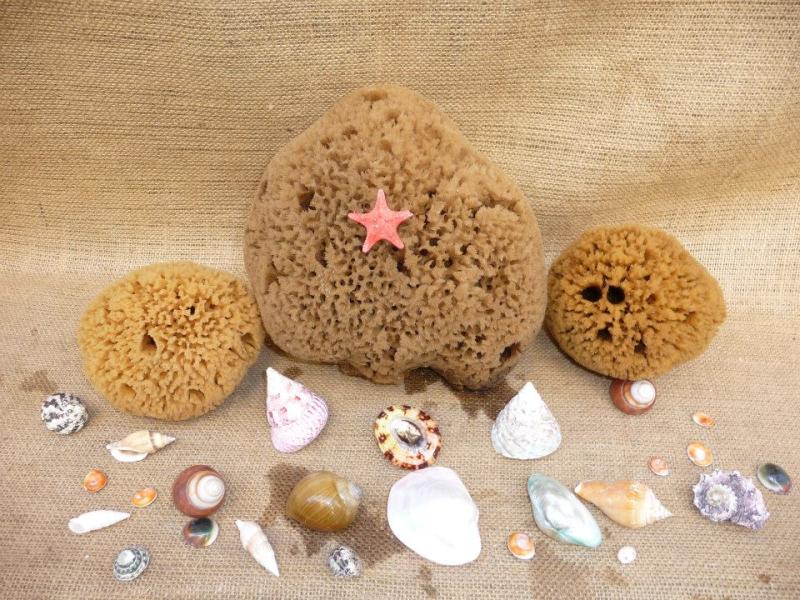 Natural Sea Sponges Chania Crete | ANATOLITIS SPONGES - Contact