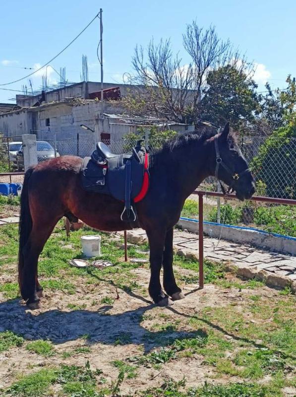NiVa Ranch Rhodes | Horse Ranch - Adult Horse Riding - Children Horse ...