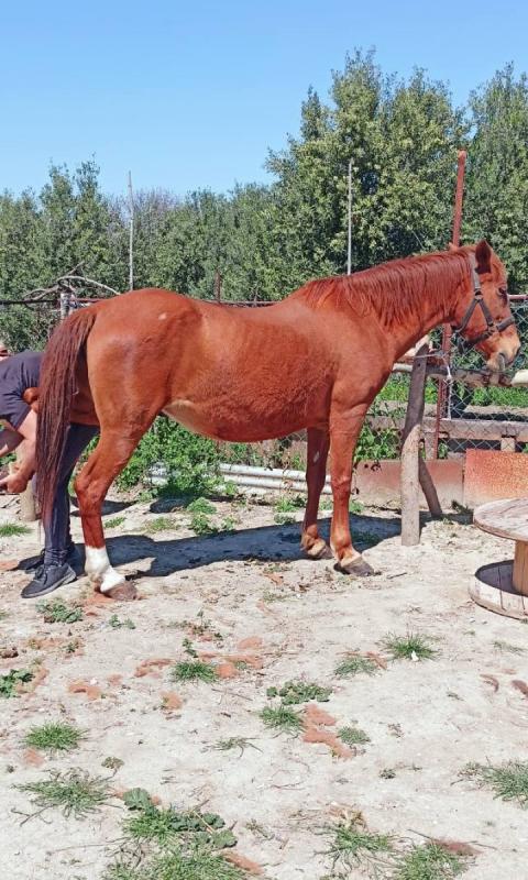 NiVa Ranch Rhodes | Horse Ranch - Adult Horse Riding - Children Horse ...