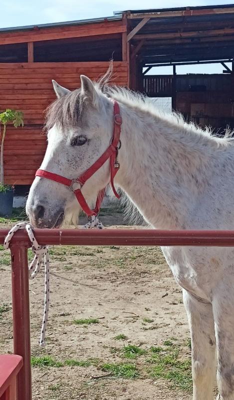 NiVa Ranch Rhodes | Horse Ranch - Adult Horse Riding - Children Horse ...