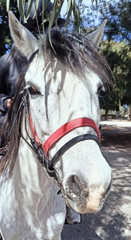 NiVa Ranch Rhodes | Horse Ranch - Adult Horse Riding - Children Horse ...