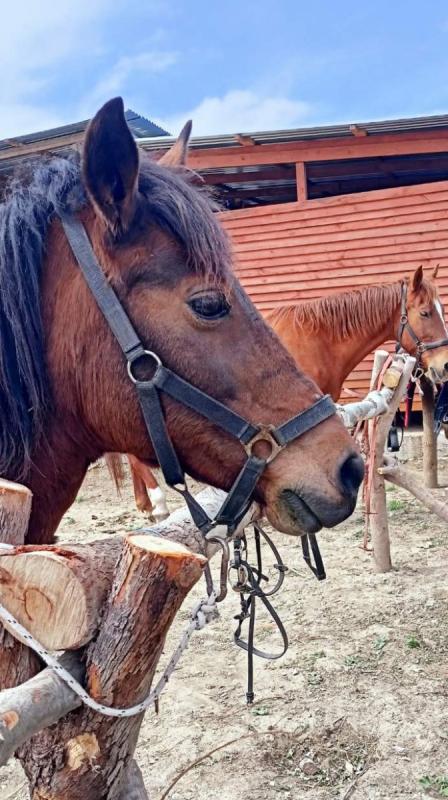 NiVa Ranch Rhodes | Horse Ranch - Adult Horse Riding - Children Horse ...