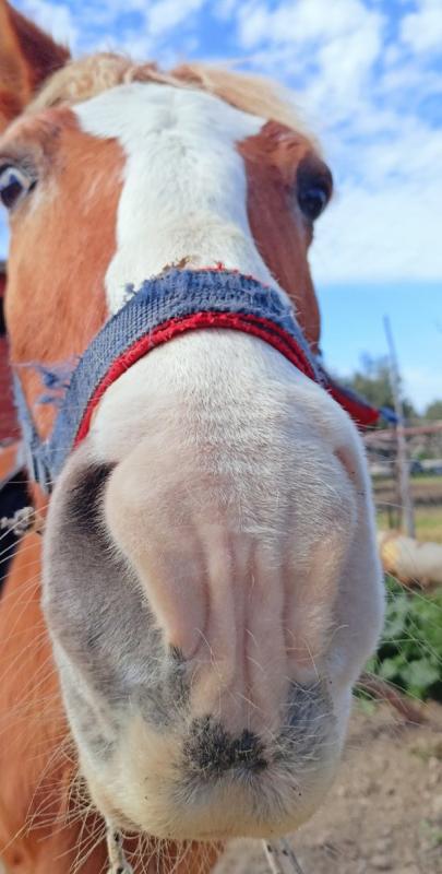 NiVa Ranch Rhodes | Horse Ranch - Adult Horse Riding - Children Horse ...