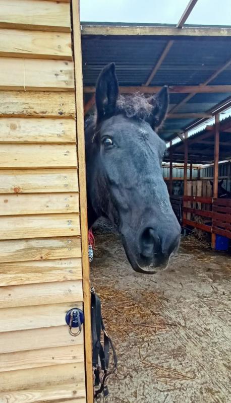 NiVa Ranch Rhodes | Horse Ranch - Adult Horse Riding - Children Horse ...