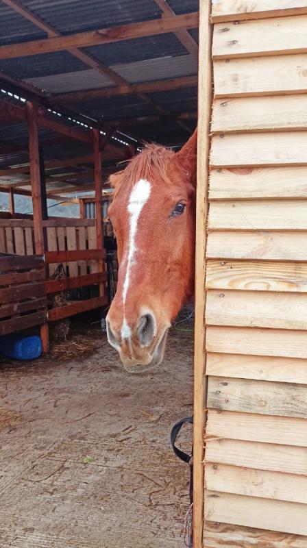 NiVa Ranch Rhodes | Horse Ranch - Adult Horse Riding - Children Horse ...