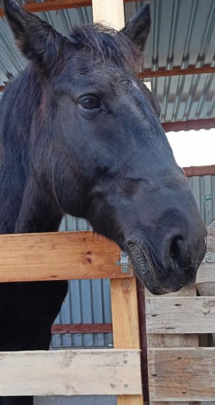 NiVa Ranch Rhodes | Horse Ranch - Adult Horse Riding - Children Horse ...