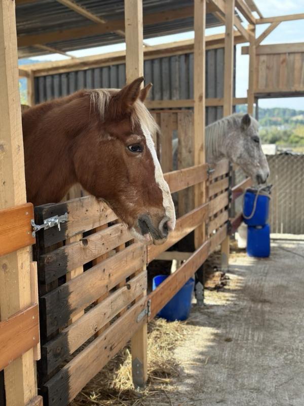 NiVa Ranch Rhodes | Ράντζο με άλογα - Ιππασία ενηλίκων - Ιππασία για ...