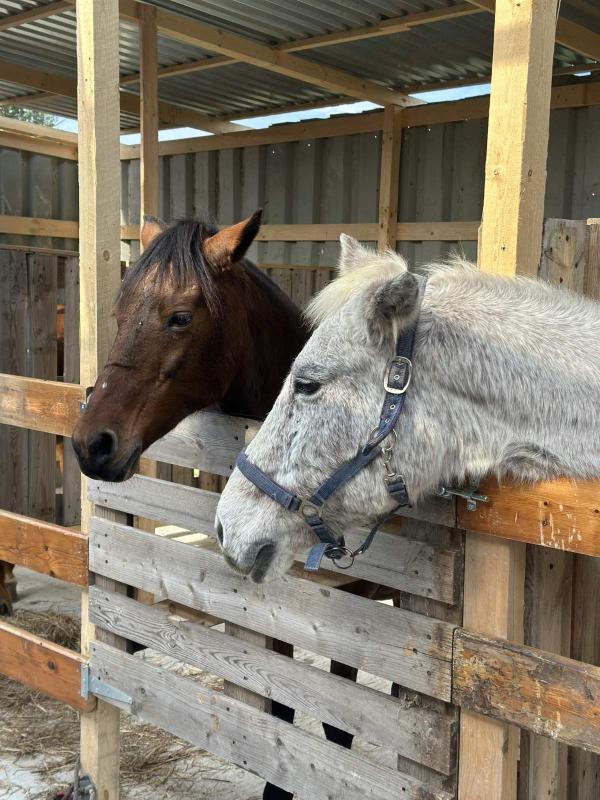 NiVa Ranch Rhodes | Ράντζο με άλογα - Ιππασία ενηλίκων - Ιππασία για ...