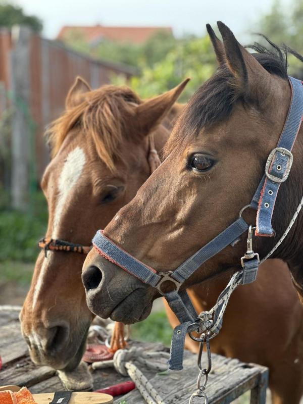 NiVa Ranch Rhodes | Ράντζο με άλογα - Ιππασία ενηλίκων - Ιππασία για ...