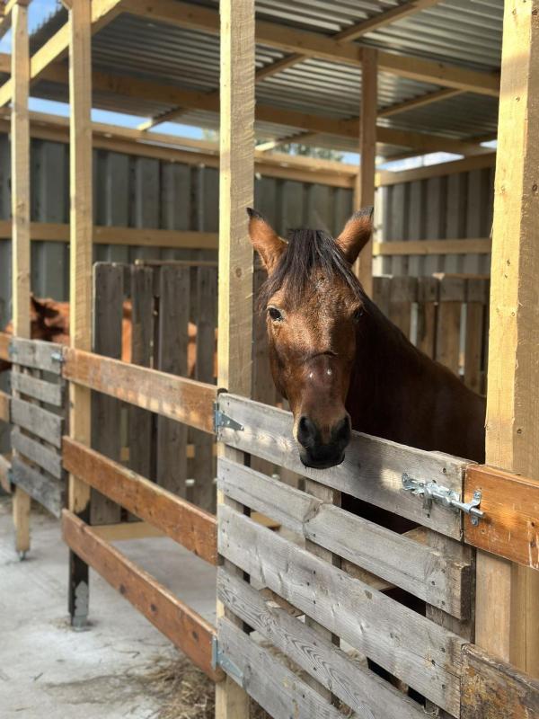 NiVa Ranch Rhodes | Ράντζο με άλογα - Ιππασία ενηλίκων - Ιππασία για ...