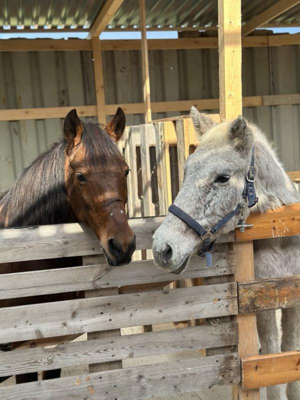 NiVa Ranch Rhodes | Ράντζο με άλογα - Ιππασία ενηλίκων - Ιππασία για ...