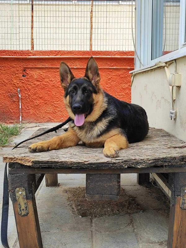 The Dog's training project | Κέντρο Εκπαίδευσης Σκύλων - Εκπαιδευτής ...