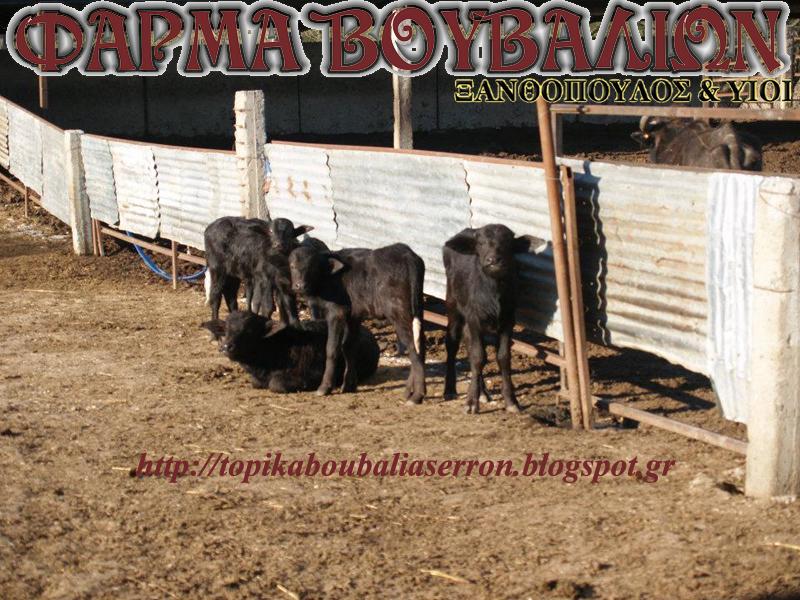 Βουβαλίσια προϊοντα - Φάρμα Ξανθόπουλος - 4ty.gr