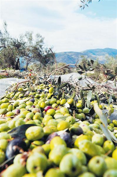 ΕΛΑΙΟΤΡΙΒΕΙΑ - ΕΛΑΙΟΤΡΙΒΕΙΟ ΓΙΑΝΝΑΚΟΠΟΥΛΟΣ ΙΩΑΝΝΗΣ & ΣΙ - 4ty.gr