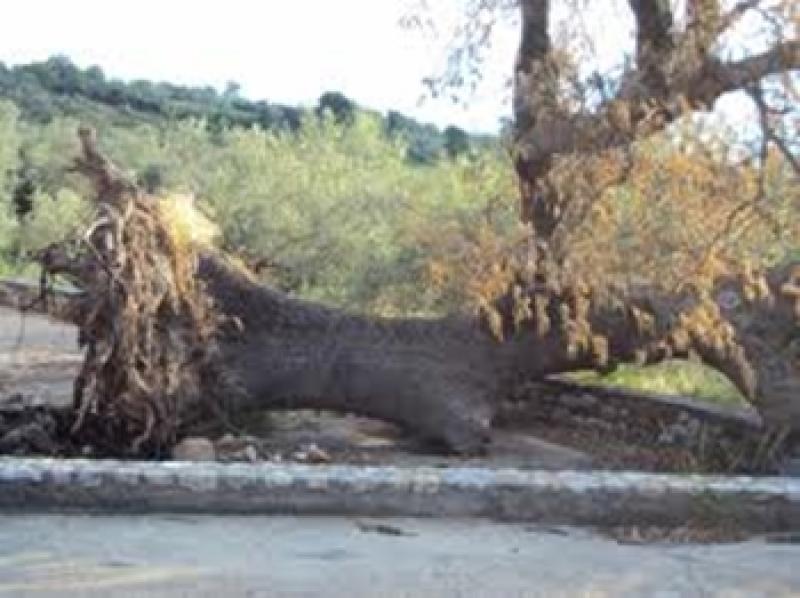 ΕΜΠΟΡΙΟ ΞΥΛΕΙΑΣ - ΕΜΠΟΡΙΟ ΞΥΛΕΙΑΣ ΠΥΡΓΟΣ - ΞΥΛΑ ΠΥΡΓΟΣ - 4ty.gr