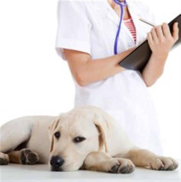 ΚΤΗΝΙΑΤΡΙΚΗ ΚΛΙΝΙΚΗ ΛΑΡΙΣΑ - ANIMALS HEALTH - Θ. ΓΕΩΡΓΙΑΔΗΣ - Ι ...