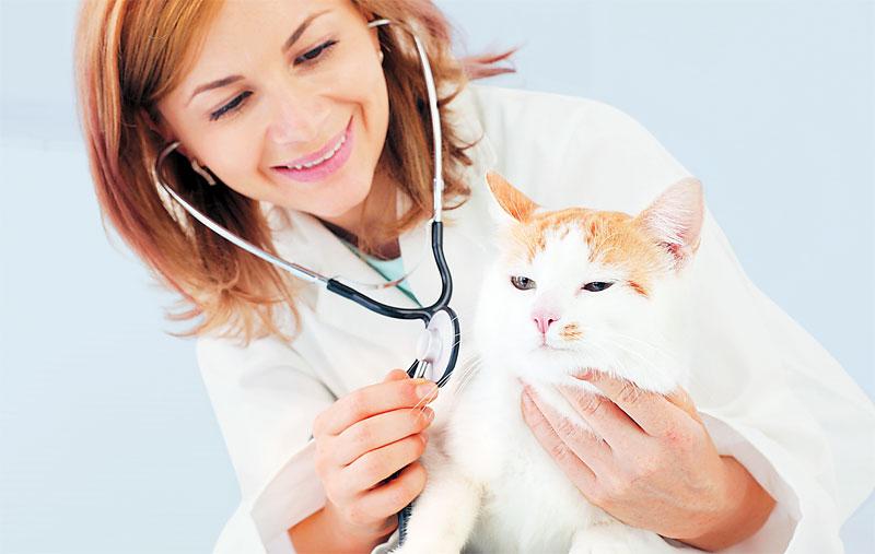 ΚΤΗΝΙΑΤΡΙΚΗ ΚΛΙΝΙΚΗ ΛΑΡΙΣΑ - ANIMALS HEALTH - Θ. ΓΕΩΡΓΙΑΔΗΣ - Ι ...